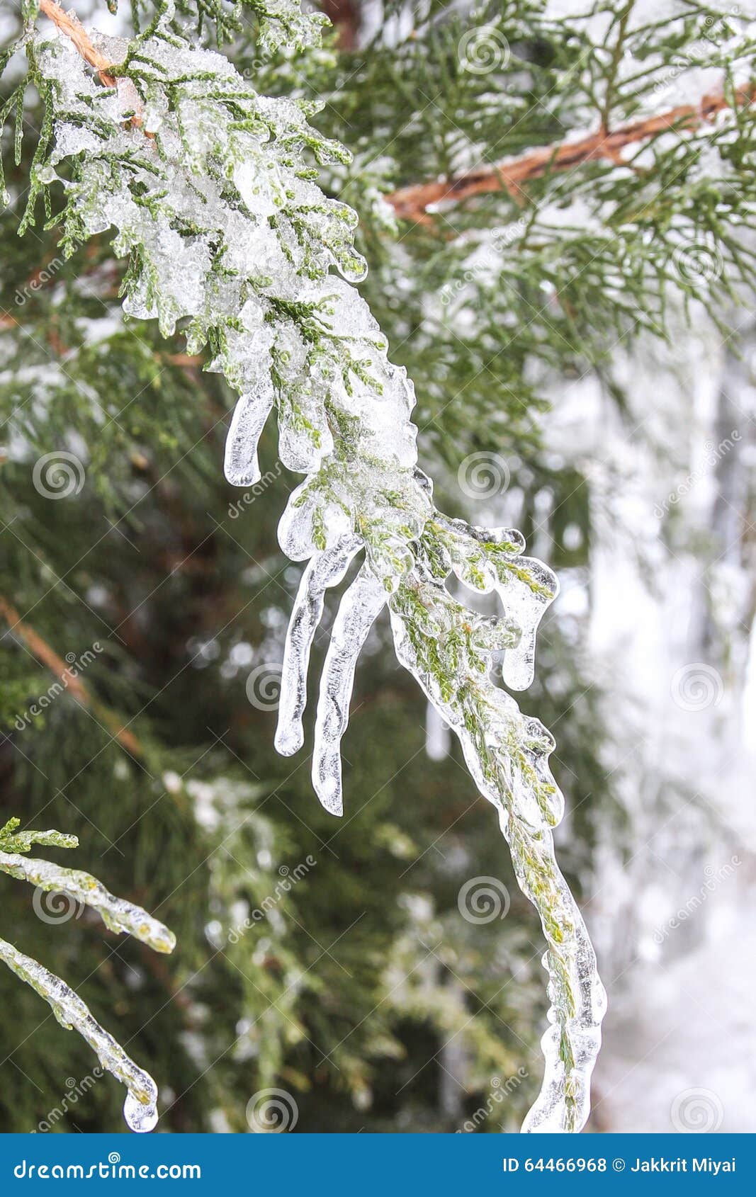 Beauitful icy pine stock photo. Image of park, delicate - 64466968