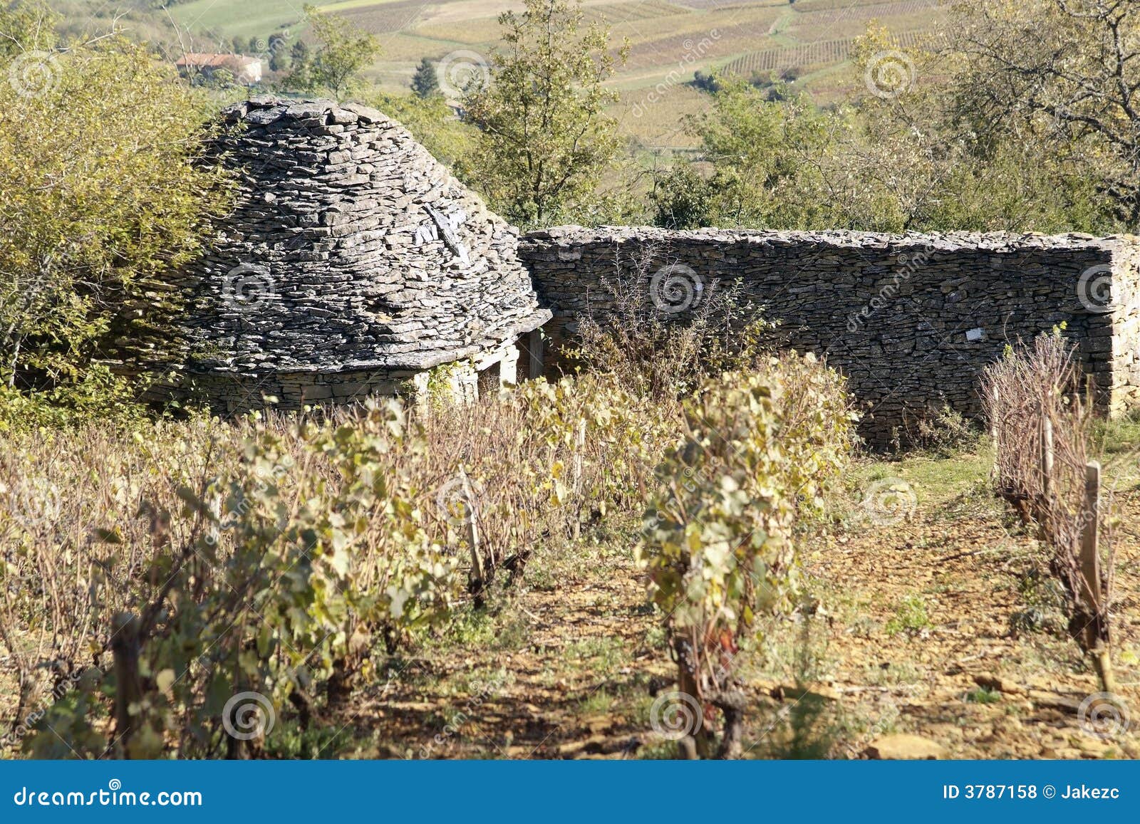 Beaujolais Borie stock photo. Image of agriculture, green - 3787158