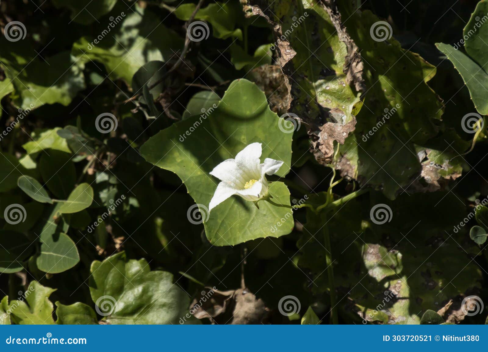Beaumontia Grandiflora or Easter Lily Vine Stock Image - Image of ...