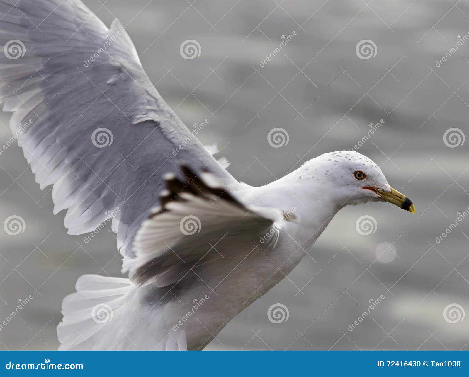 Beautful Isolated Photo of a Gull with the Wings Stock Photo - Image of ...