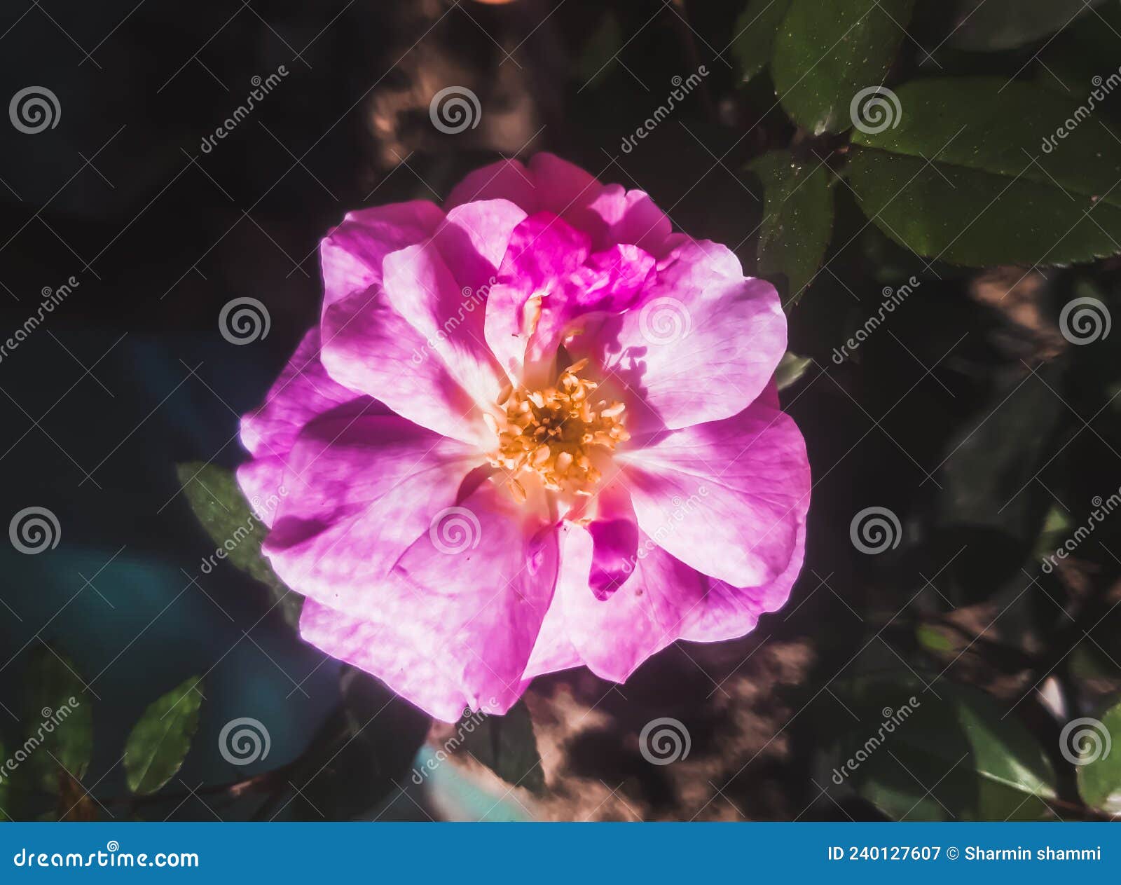 Beauti of pink rose stock image. Image of leaf, flower - 240127607