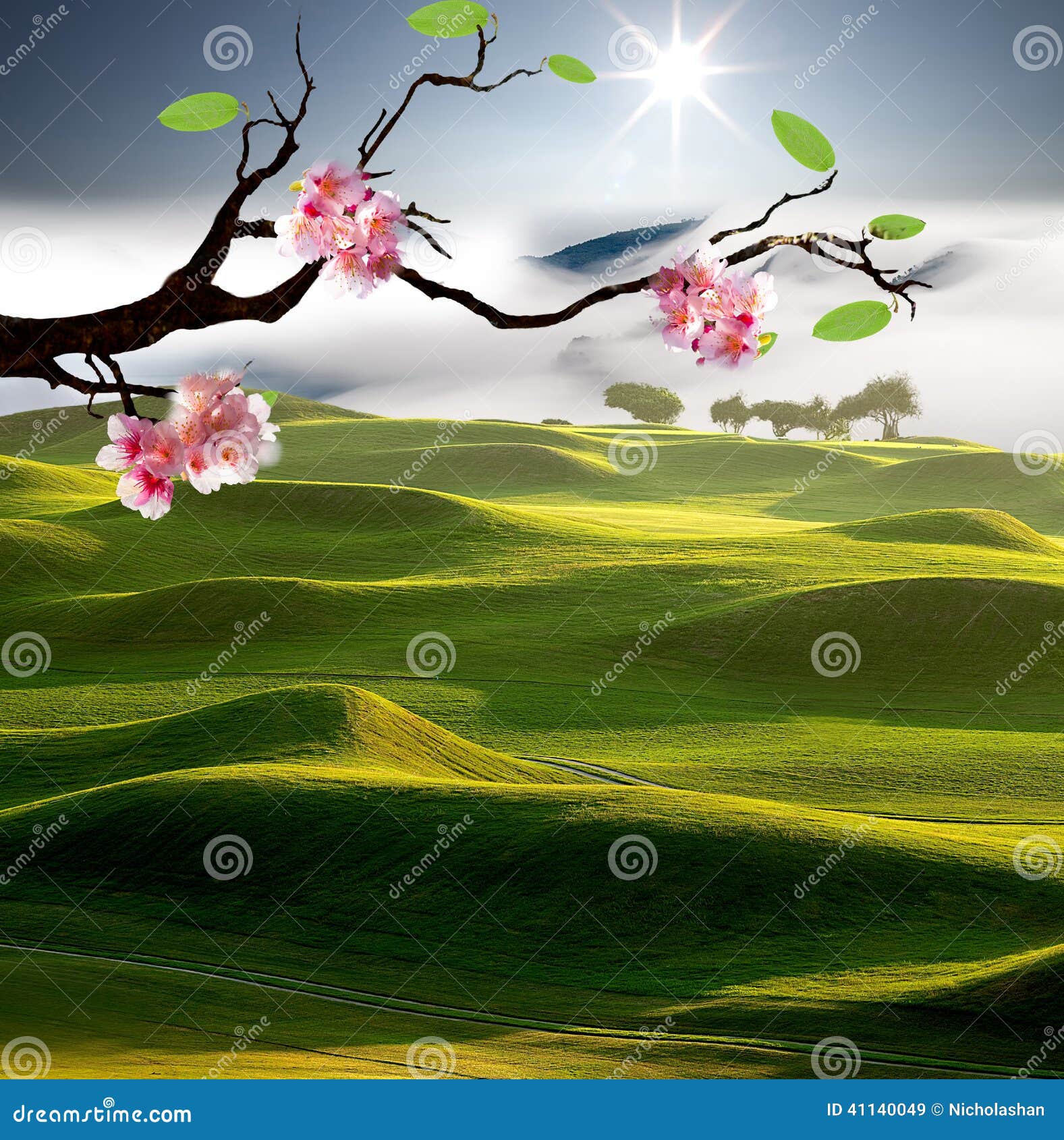Beauti Sakura with Nice Backgroud Stock Image - Image of flora, asia ...