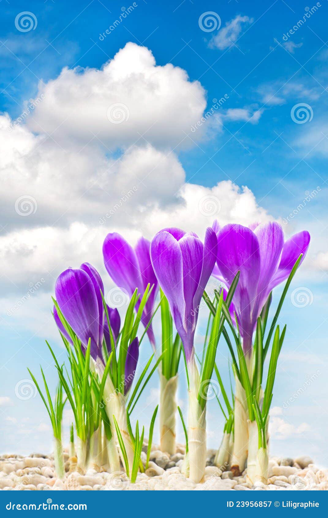 Beautifil Spring Crocus Flowers Over Blue Sky Stock Image - Image of ...
