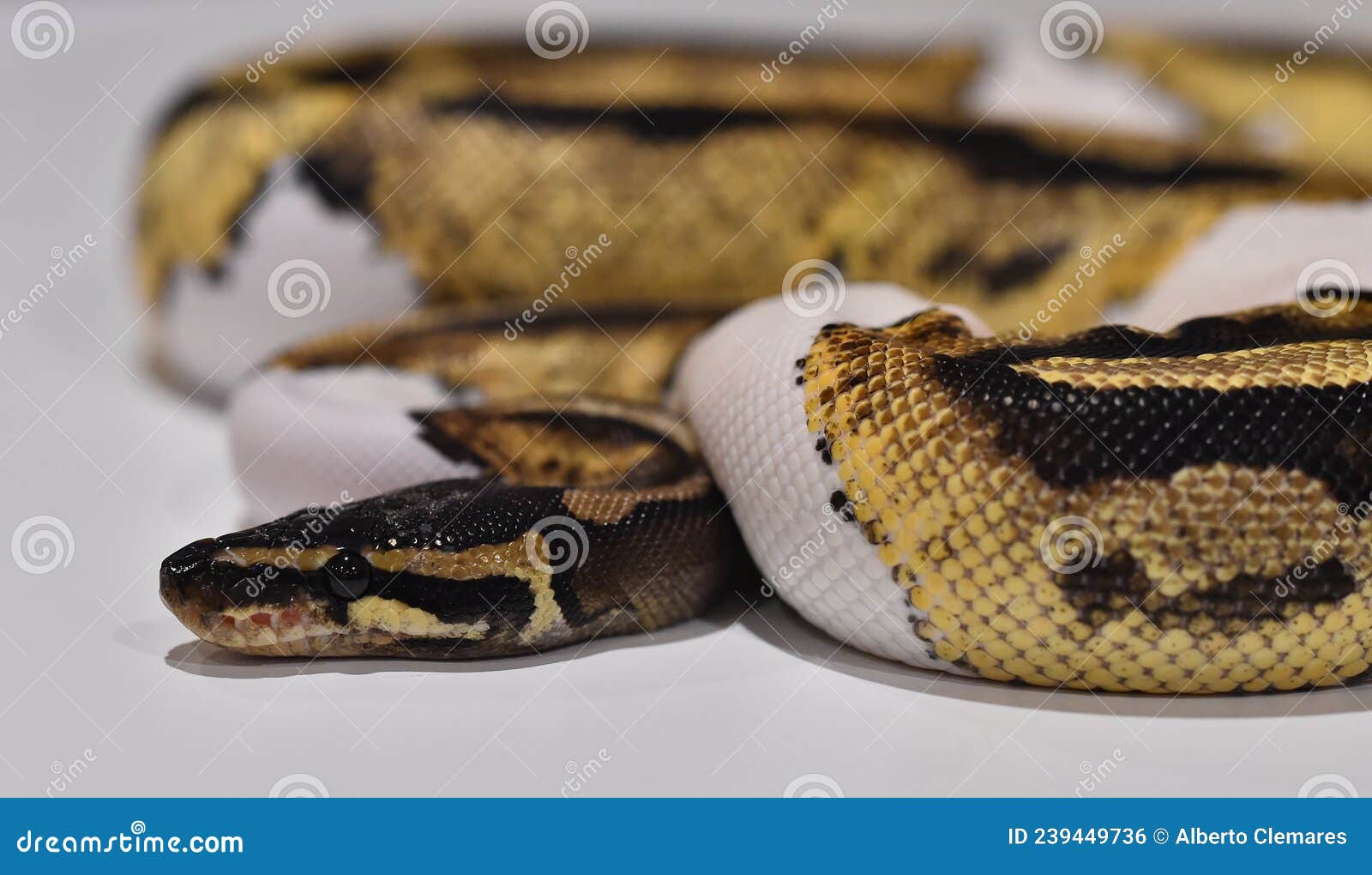 A Beautifu Python Regius Snake Stock Photo - Image of skin, predator ...