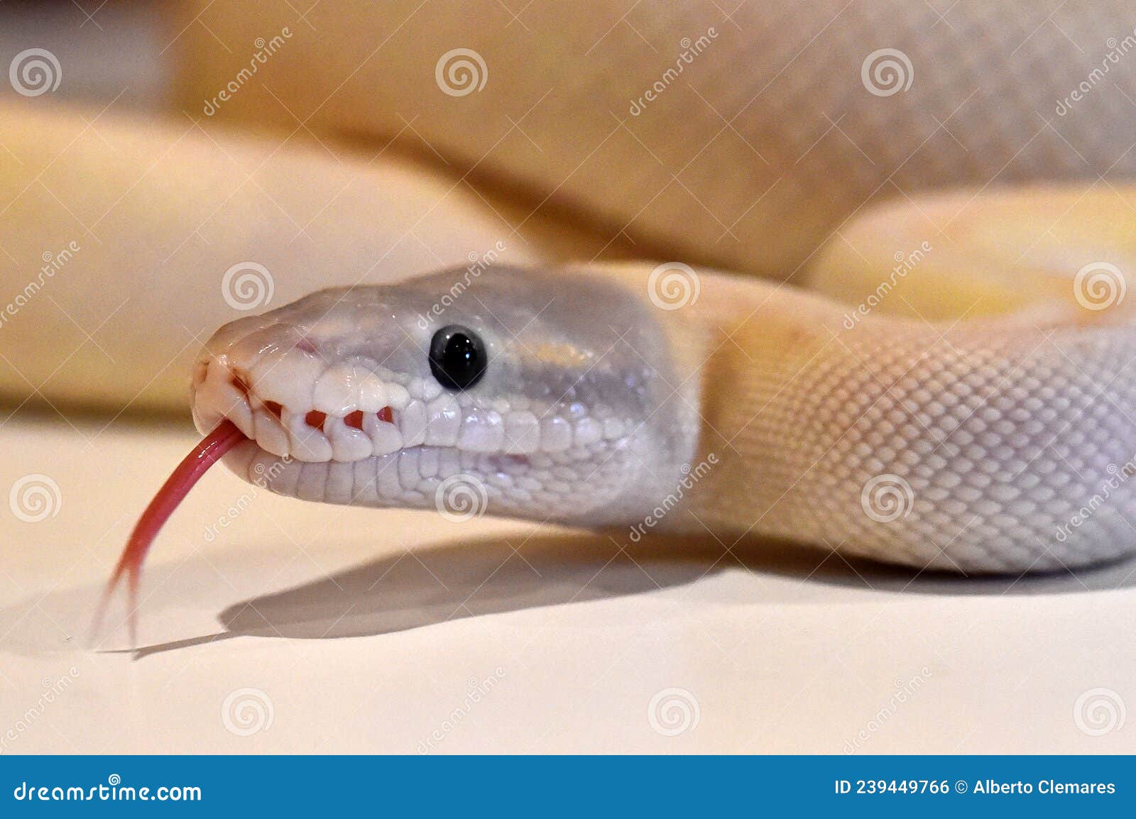 A Beautifu Python Regius Snake Stock Photo - Image of looking, head ...