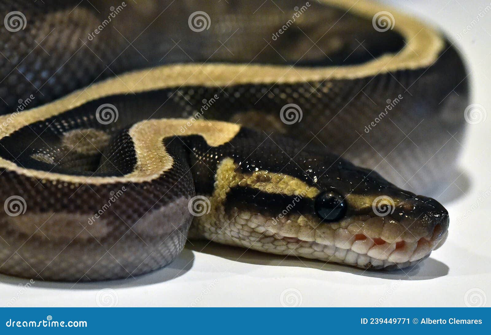 A Beautifu Python Regius Snake Stock Image - Image of species, curve ...