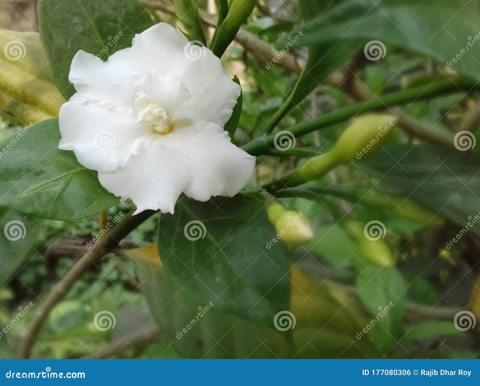 Beautiful Indian Pinwheel Flower on the Tree . Stock Photo - Image of ...