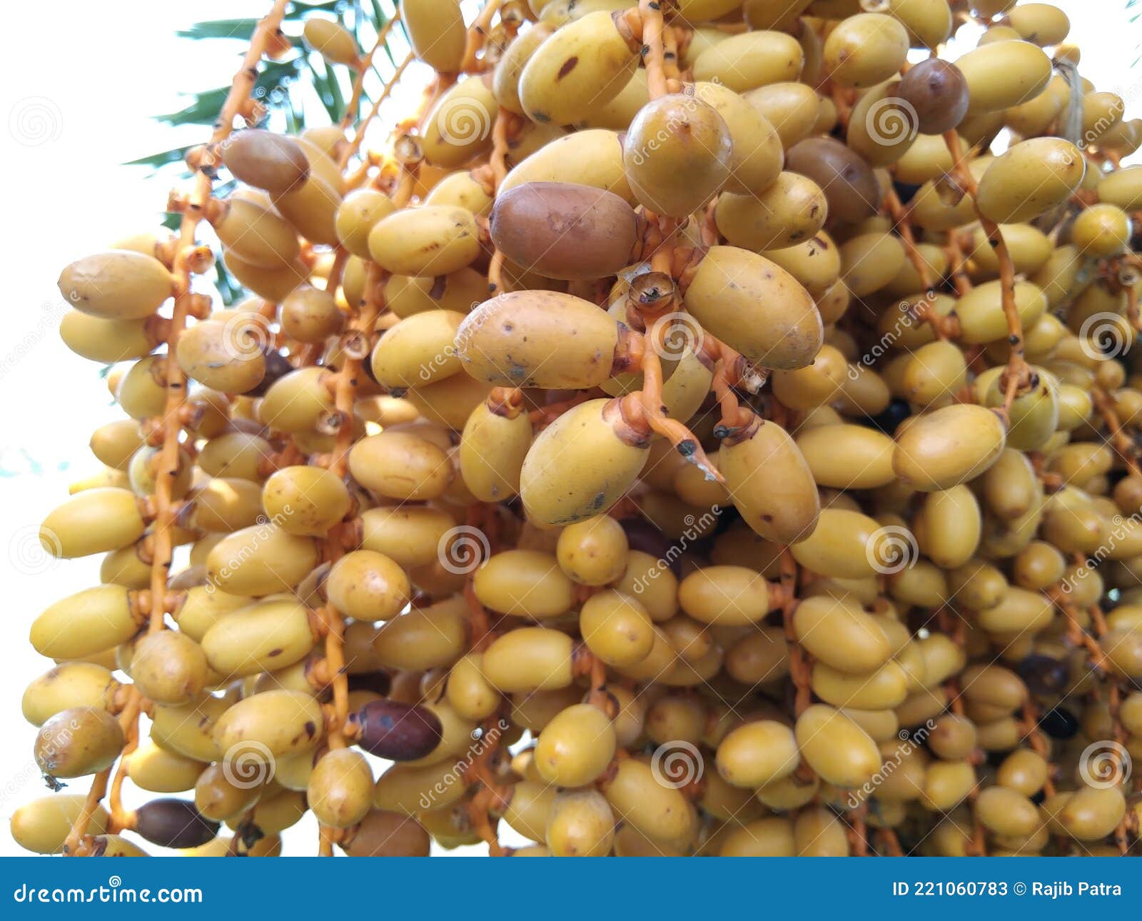 Yellow Native Dates Fruit, Shallow Depth of Field | Selective Focus ...