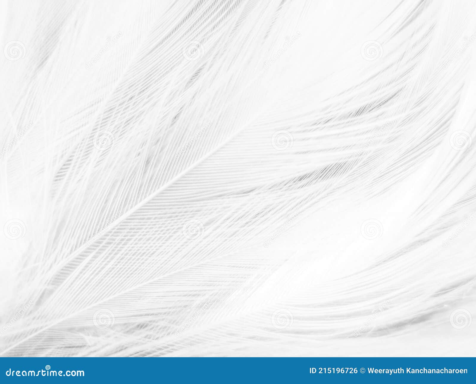 110 Feather Gradient Texture Border White Stock Photos - Free & Royalty ...