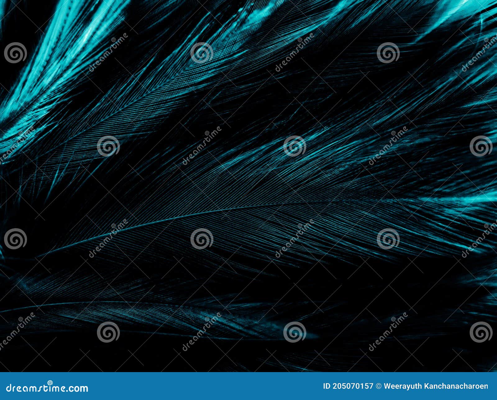 Beautiful Abstract Blue Feathers on Dark Background, Black Feather ...