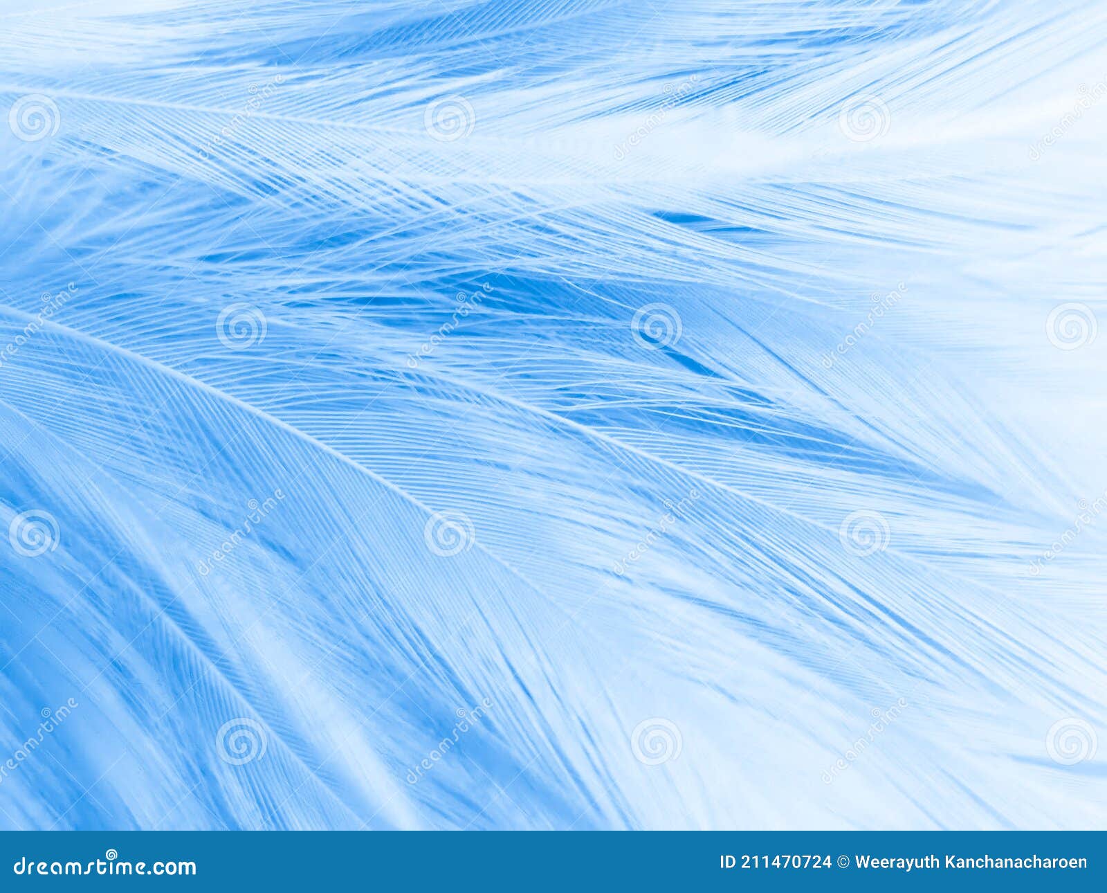 Beautiful Abstract Blue Feathers on White Background, Black Feather ...