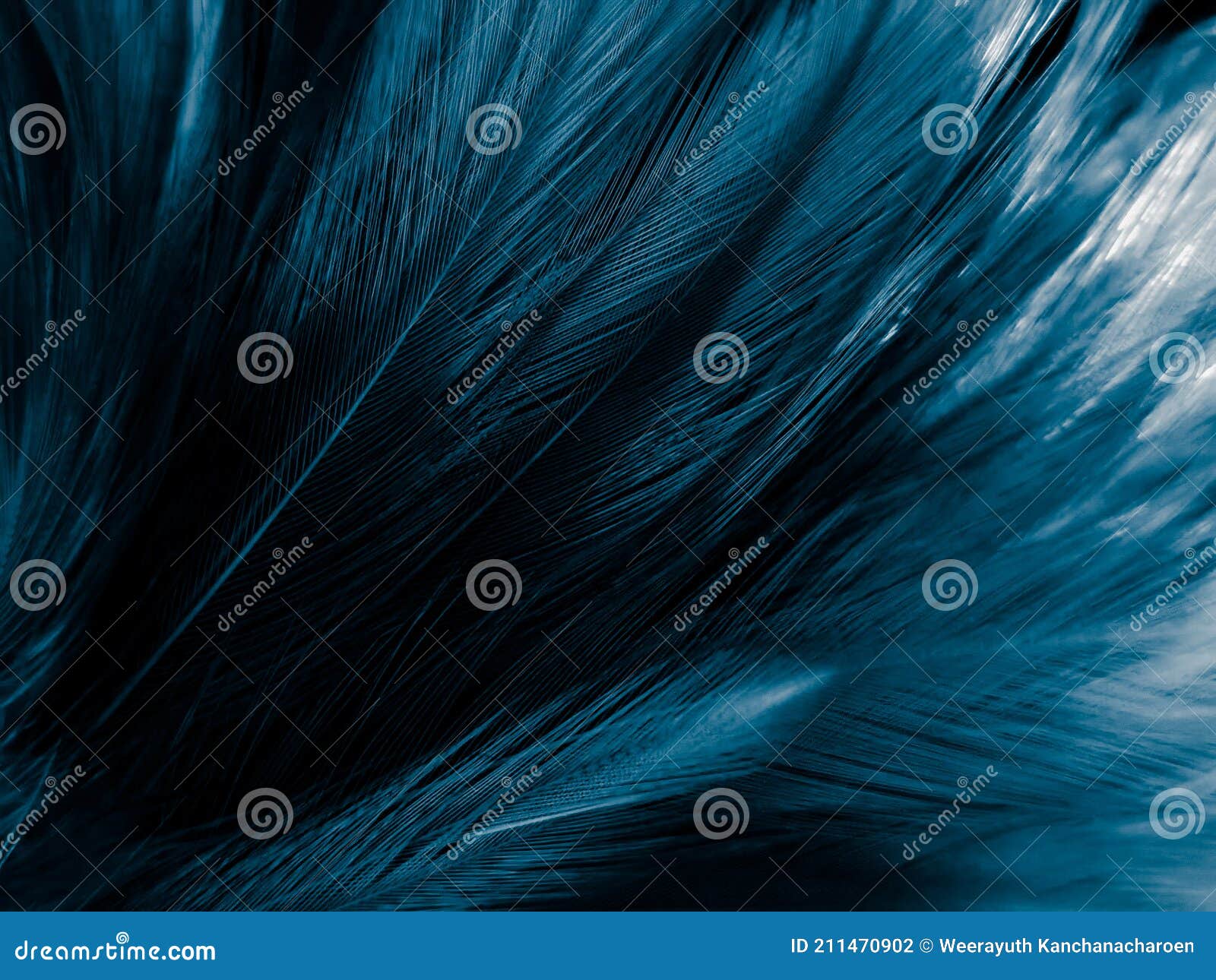 Beautiful Abstract Blue Feathers on White Background, Black Feather ...