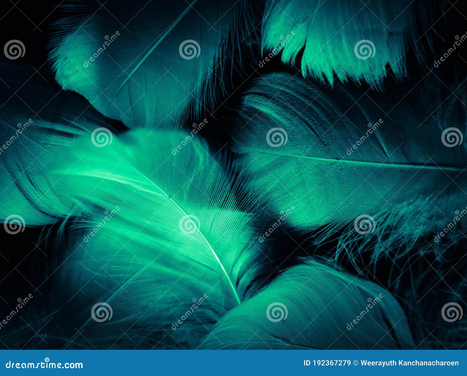 Beautiful Abstract Blue and Green Feathers on Dark Background and Soft ...