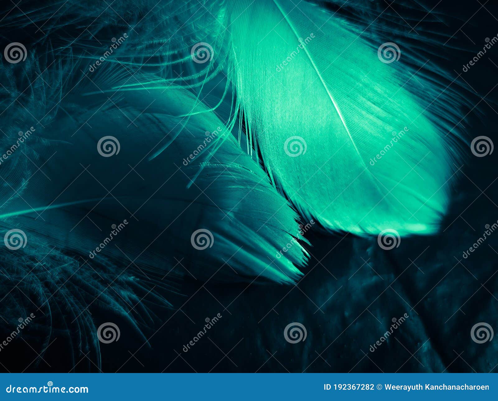 Beautiful Abstract Blue and Green Feathers on Dark Background and Soft ...