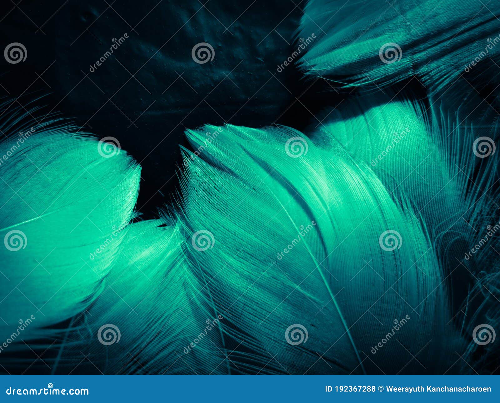 Beautiful Abstract Blue and Green Feathers on Dark Background and Soft ...