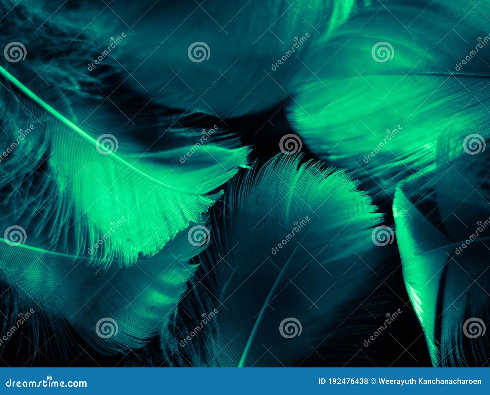 Beautiful Abstract Blue and Green Feathers on Dark Background and Soft ...