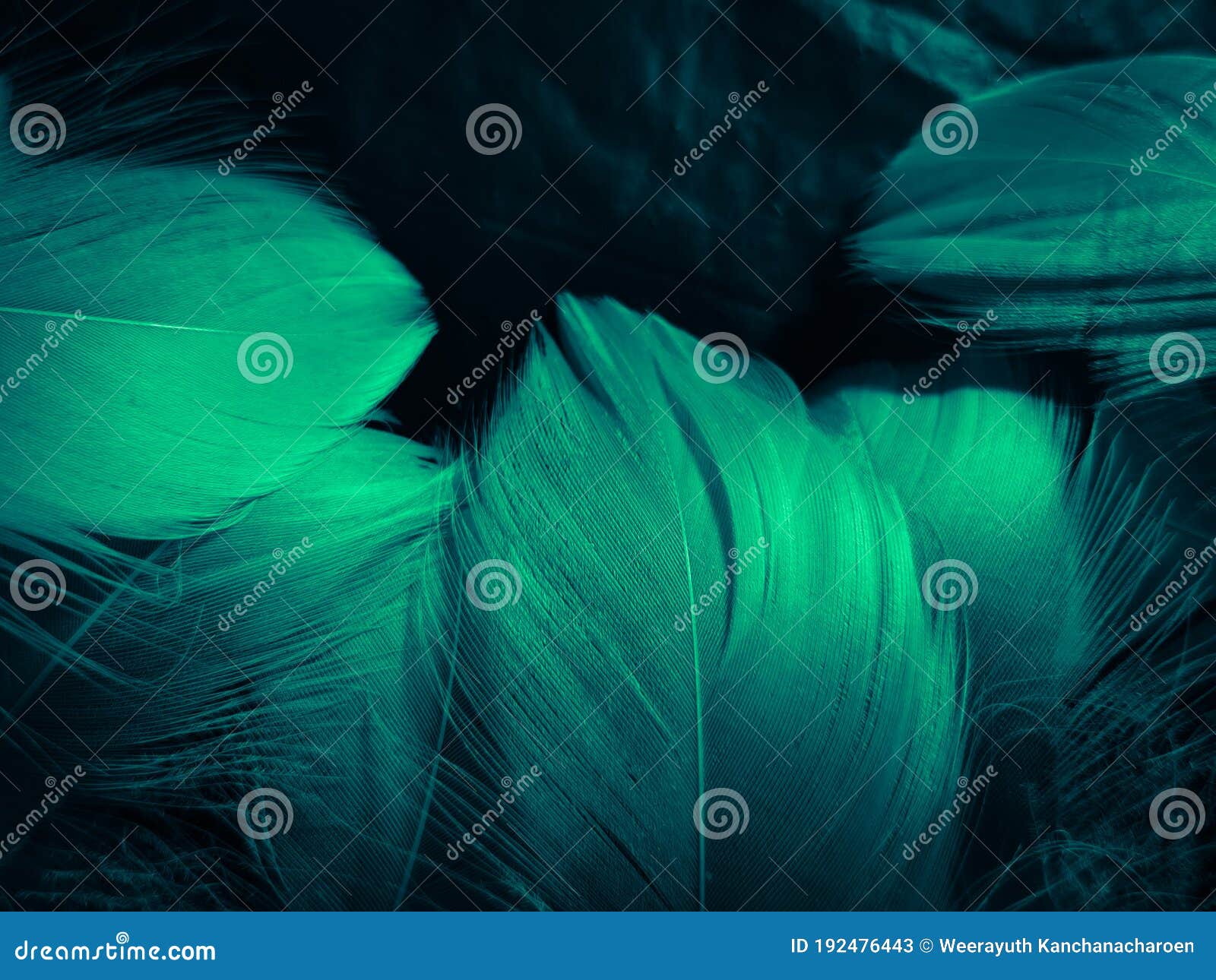 Beautiful Abstract Blue and Green Feathers on Dark Background and Soft ...