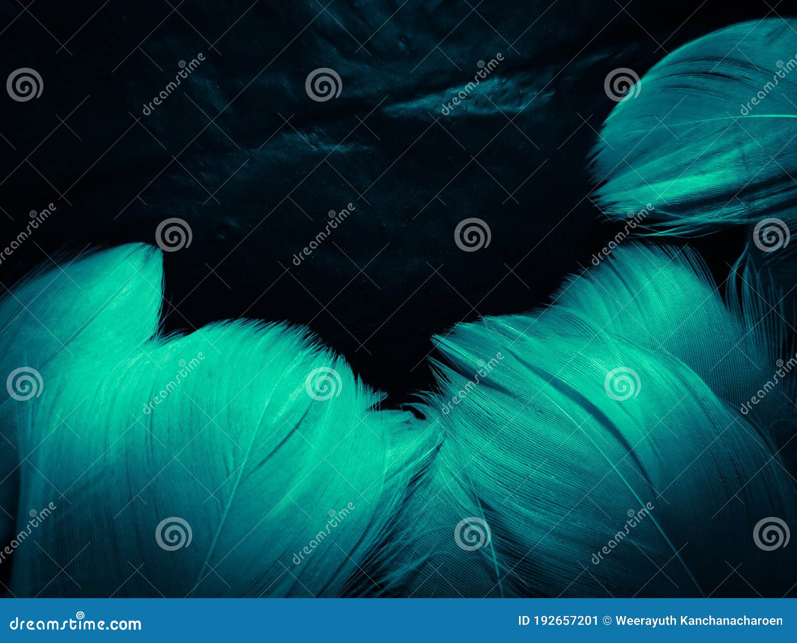 Beautiful Abstract Blue and Green Feathers on Dark Background and Soft ...