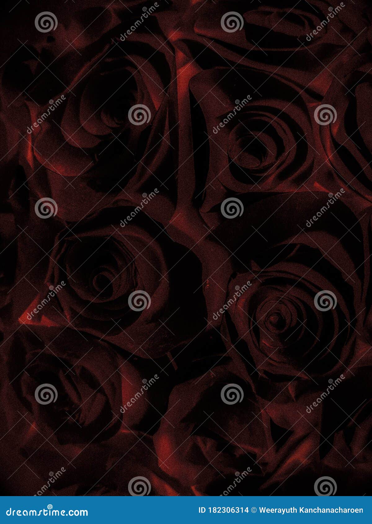Beautiful Abstract Color Orange Pink Flowers On Black Background And