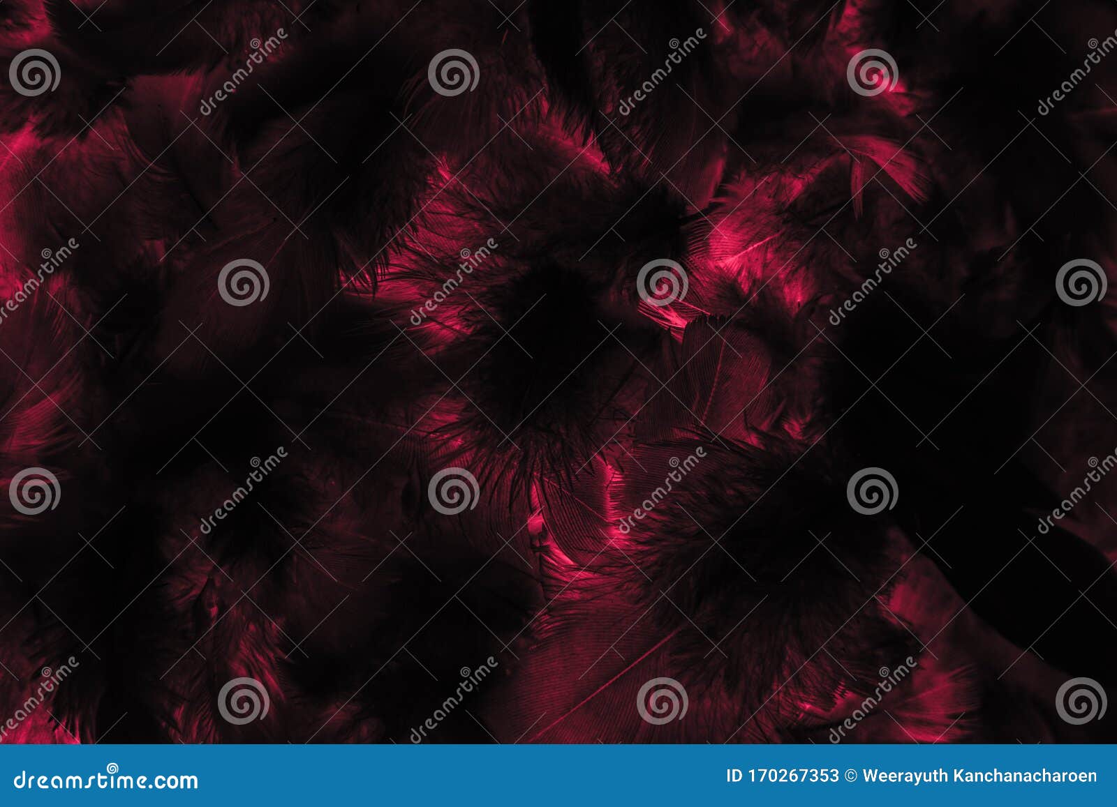 Beautiful Abstract Colorful Red and Pink Feathers on Black Background ...