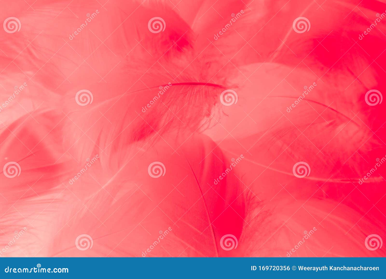 Beautiful Abstract Colorful Red and Pink Feathers on White Background ...