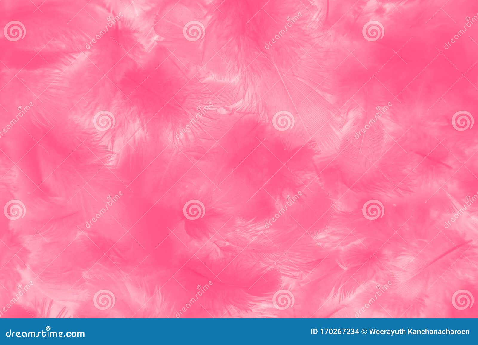 Beautiful Abstract Colorful Red and Pink Feathers on White Background ...