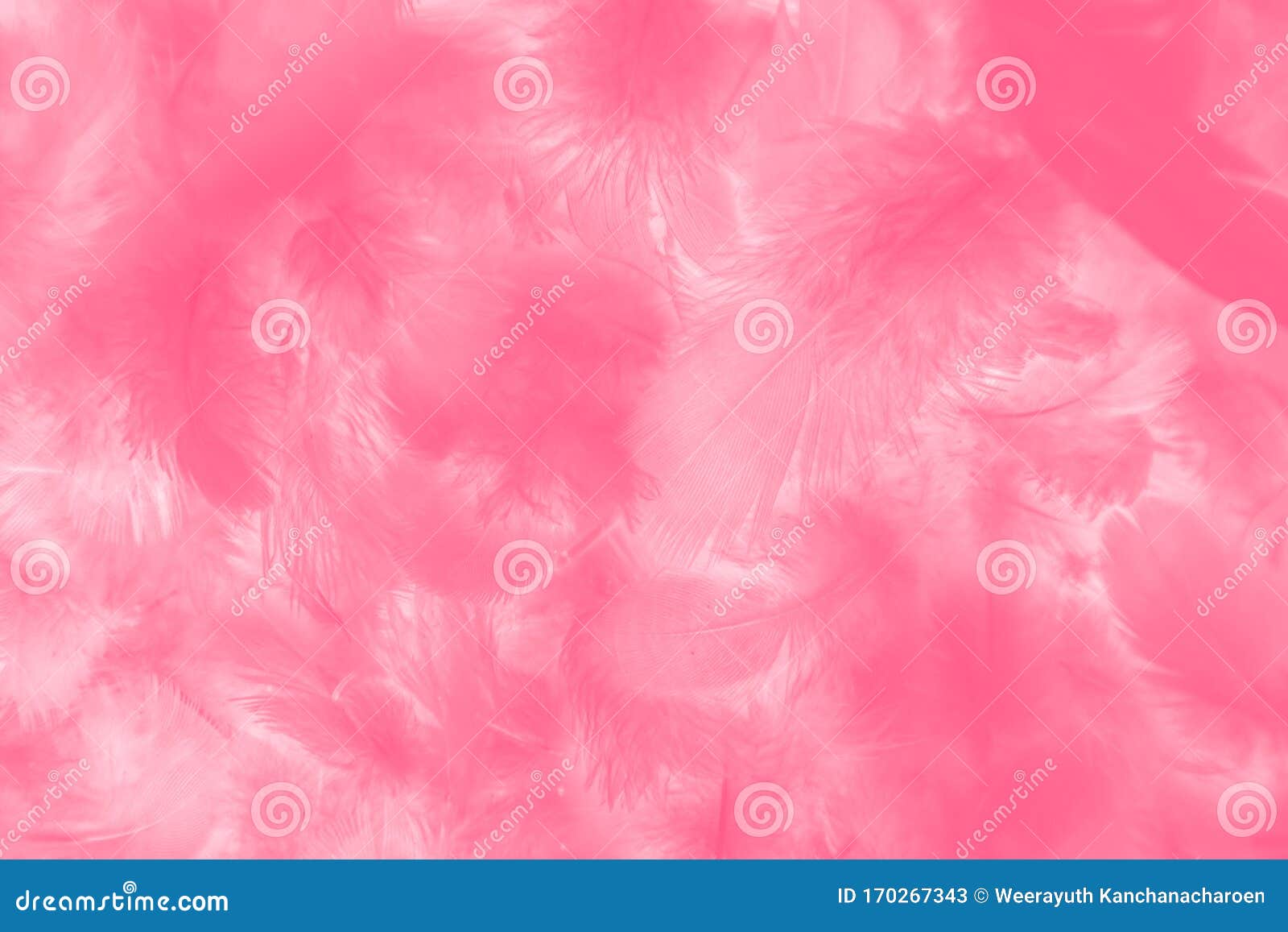 Beautiful Abstract Colorful Red and Pink Feathers on White Background ...