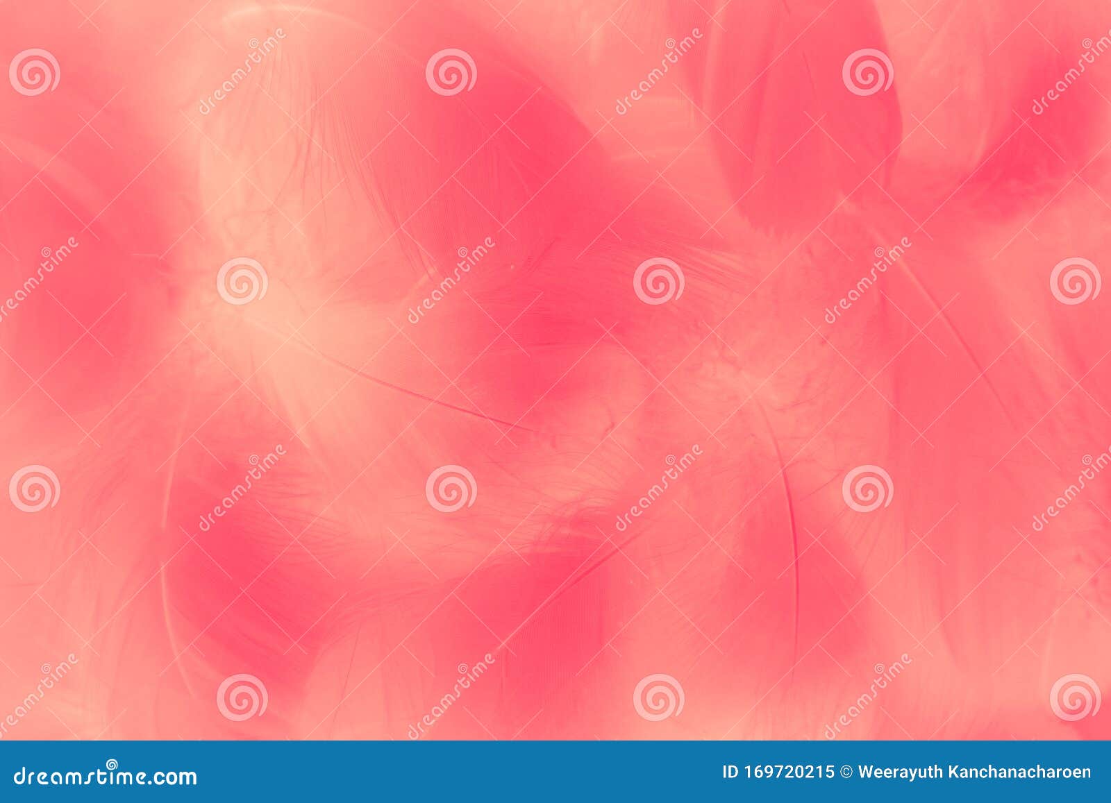 Beautiful Abstract Colorful Red and Pink Feathers on White Background ...