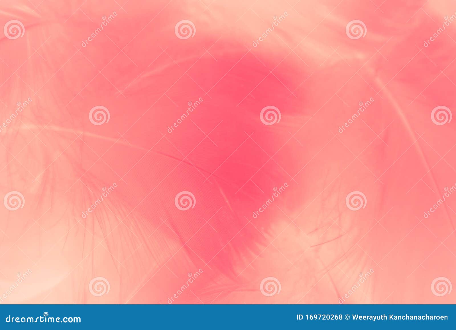 Beautiful Abstract Colorful Red and Pink Feathers on White Background ...