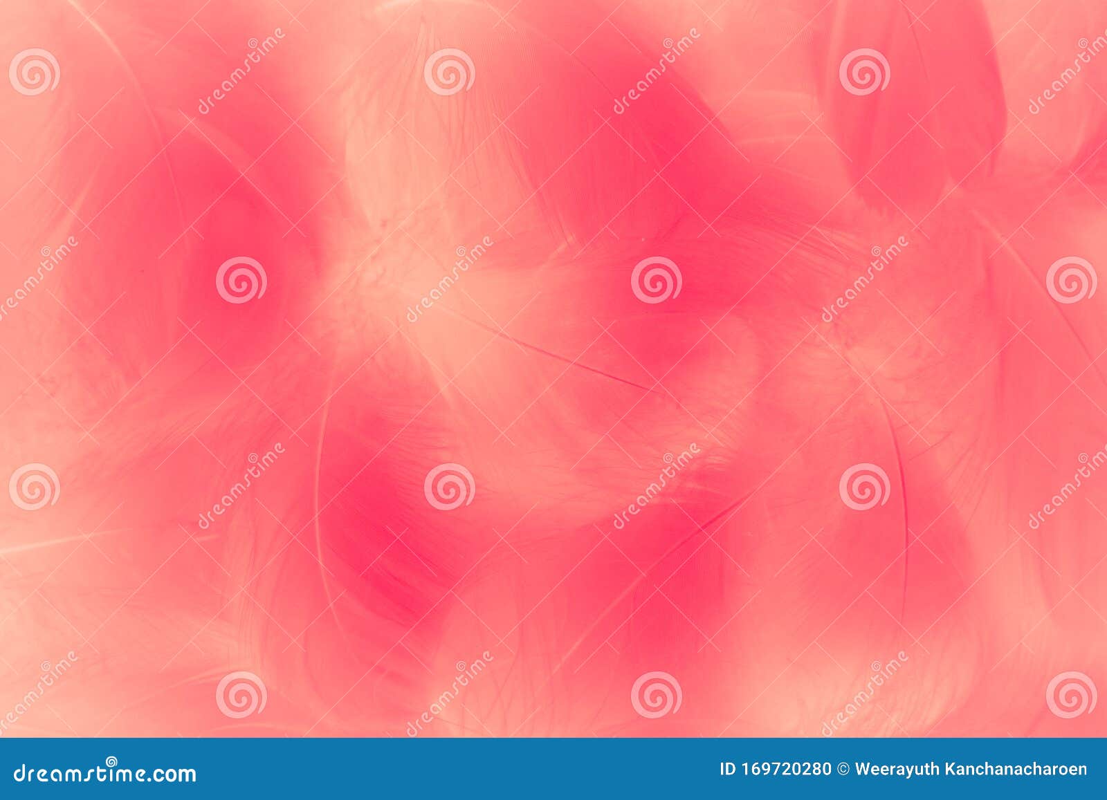 Beautiful Abstract Colorful Red and Pink Feathers on White Background ...