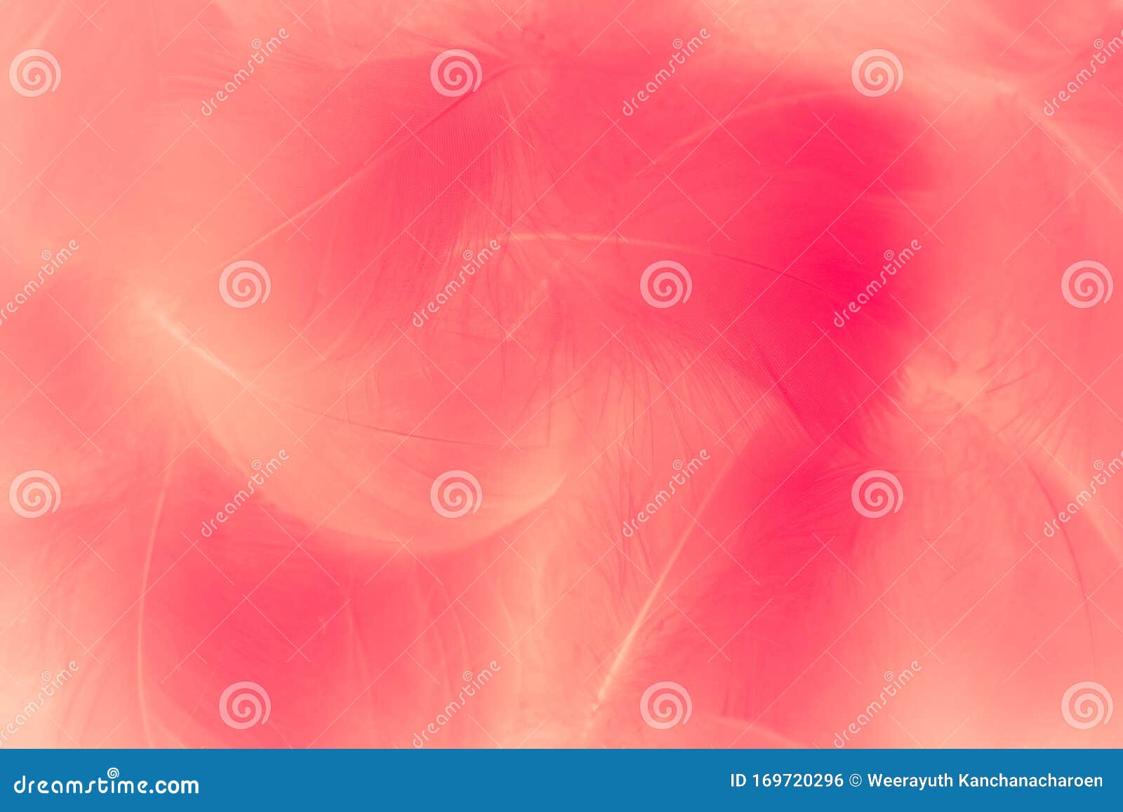 Beautiful Abstract Colorful Red and Pink Feathers on White Background ...