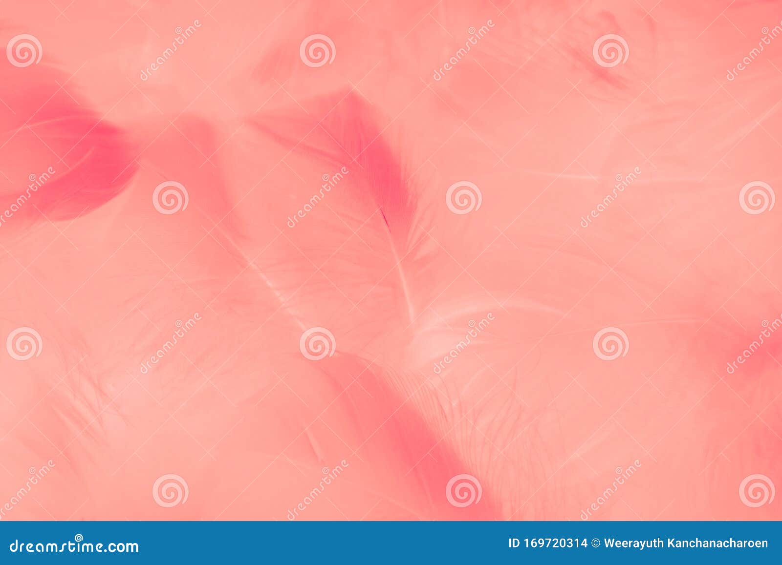 Beautiful Abstract Colorful Red and Pink Feathers on White Background ...