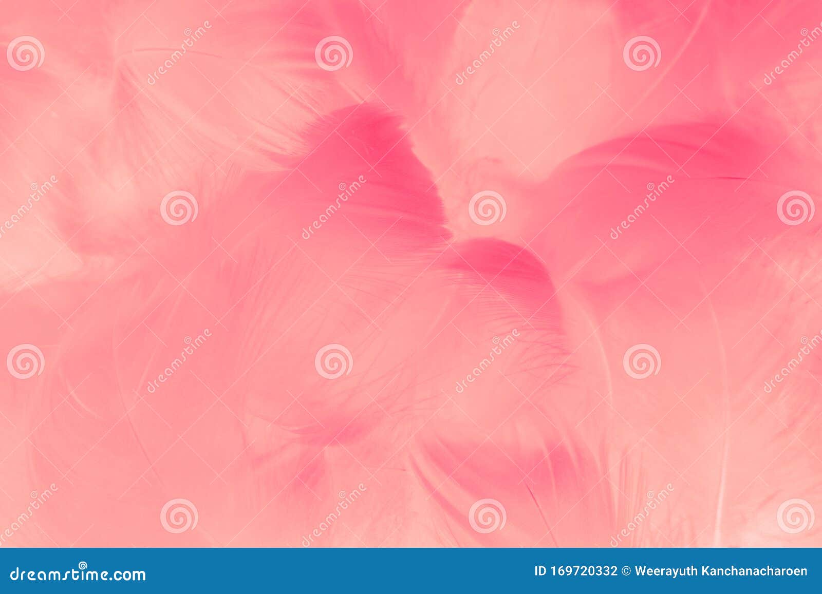 Beautiful Abstract Colorful Red and Pink Feathers on White Background ...