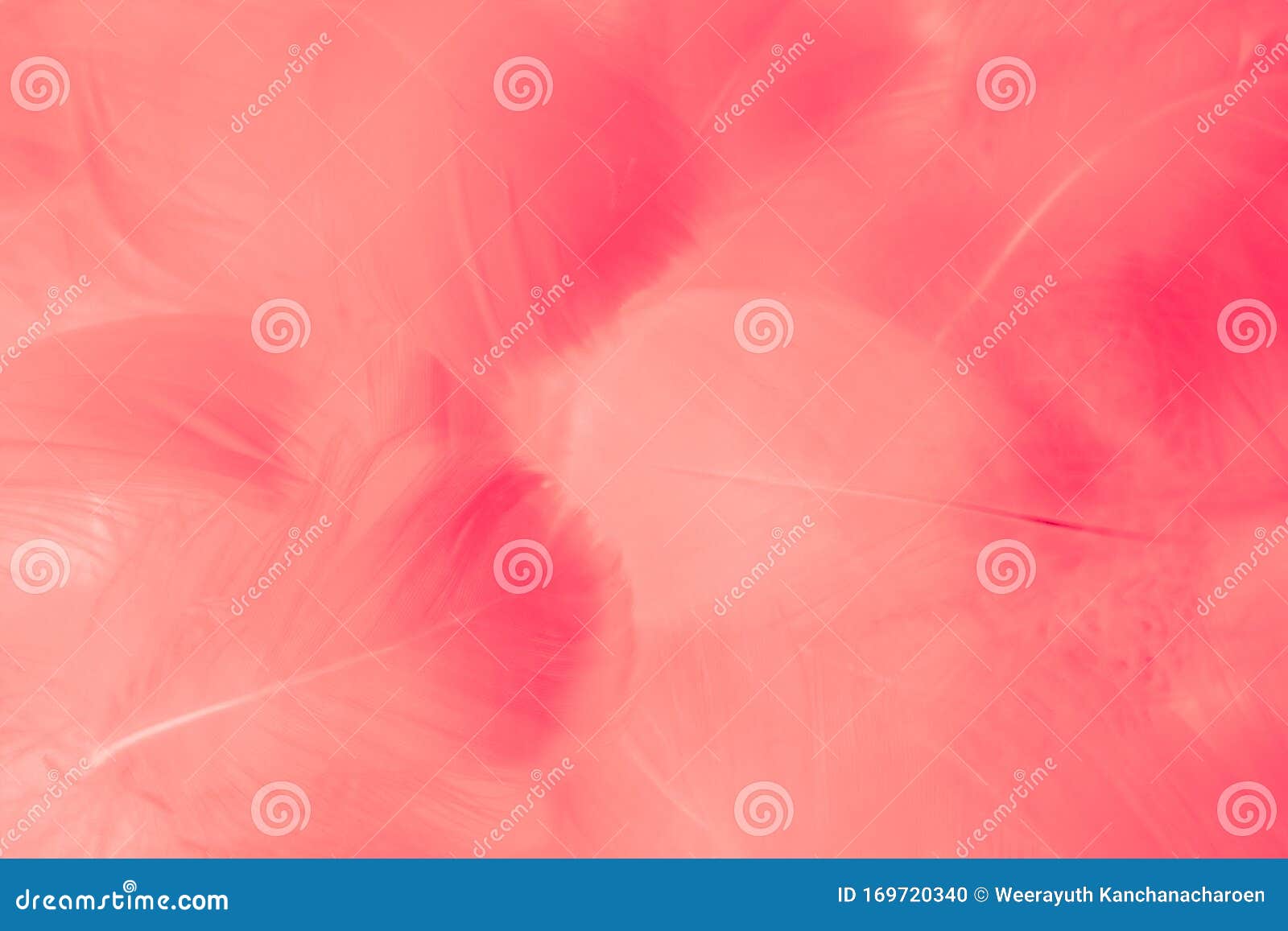 Beautiful Abstract Colorful Red and Pink Feathers on White Background ...