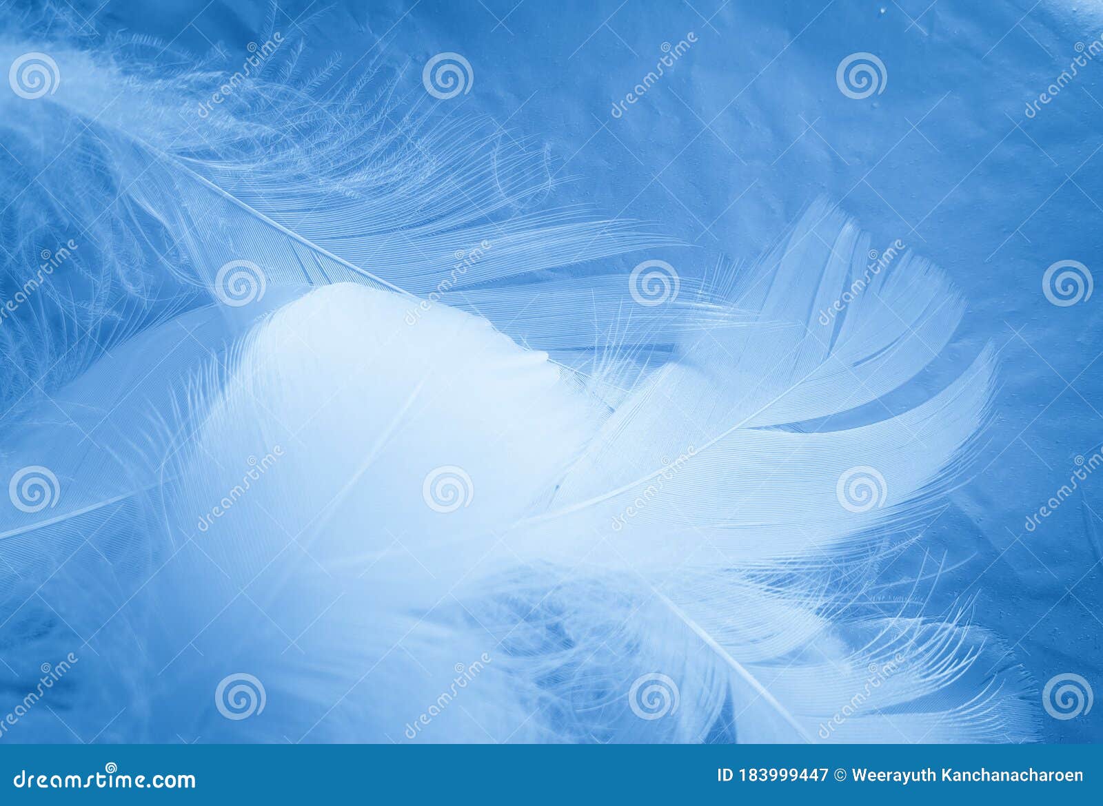 Beautiful Abstract Colorful White and Blue Feathers on White Background ...