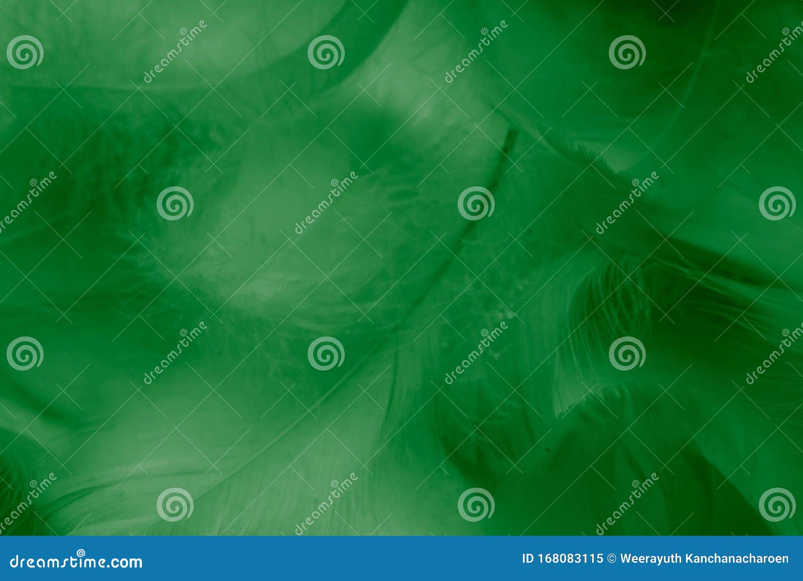 Beautiful Abstract Colorful White and Light Green Feathers on White ...