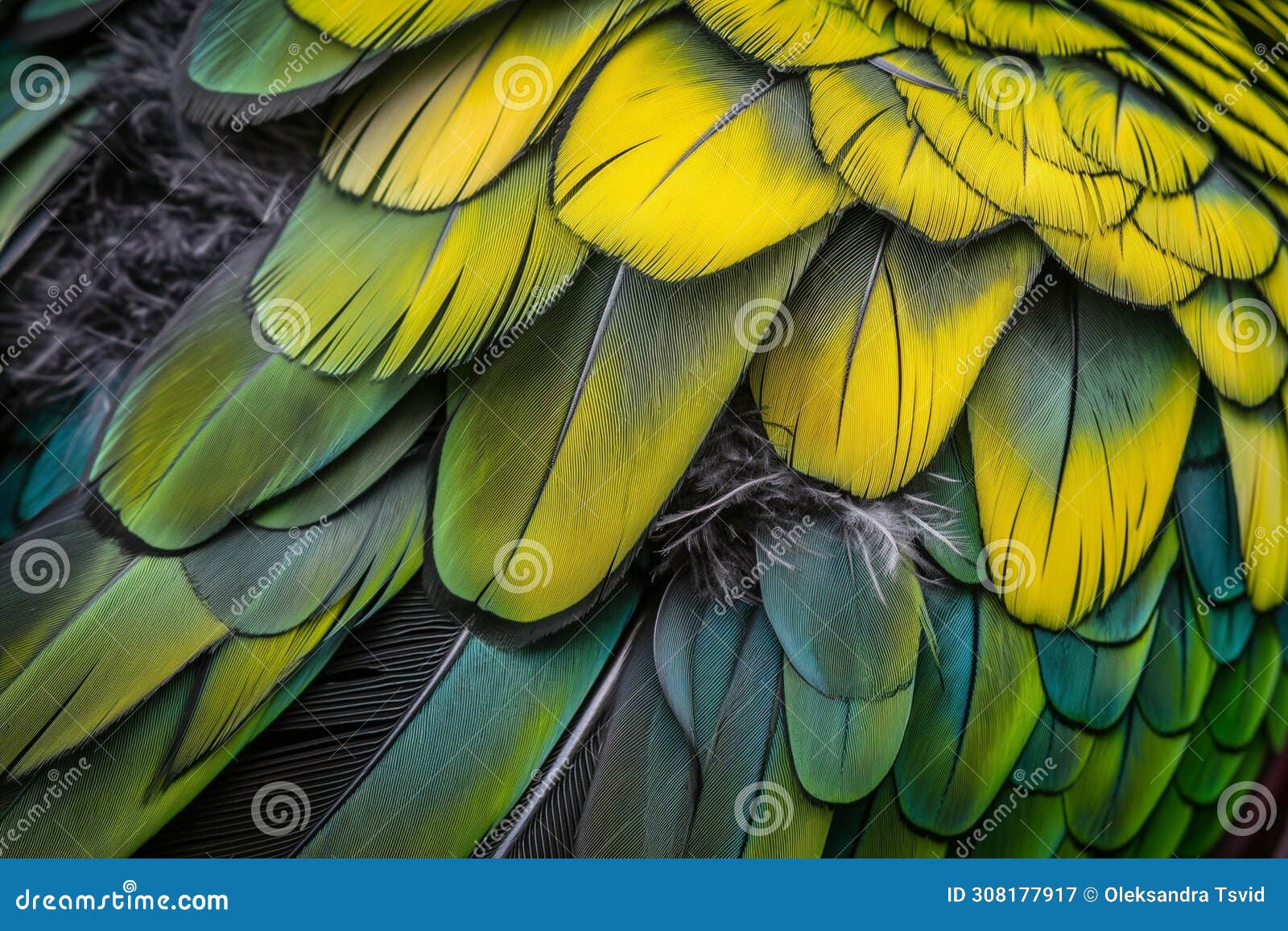 Beautiful Abstract Feathers Background, Feather Texture and Pattern ...