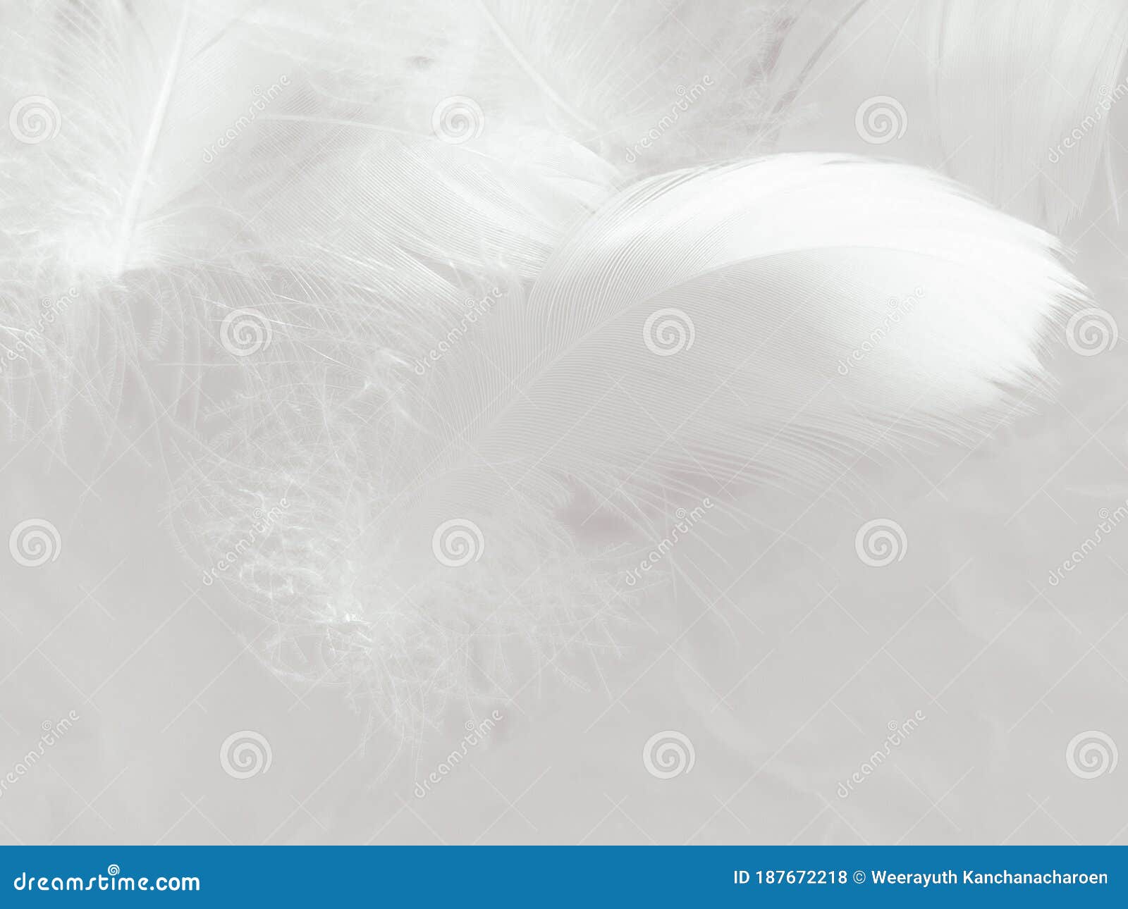 Beautiful Abstract Gray Feathers on White Background and Soft White ...