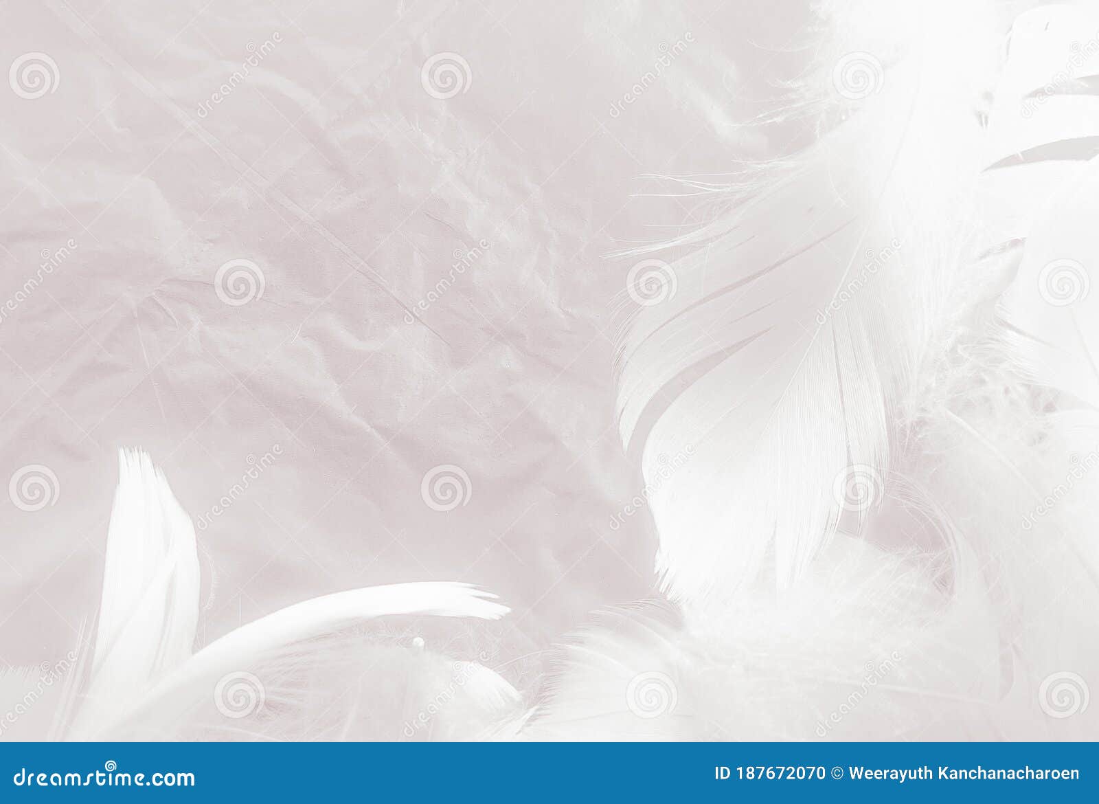Beautiful Abstract Gray Feathers on White Background and Soft White ...