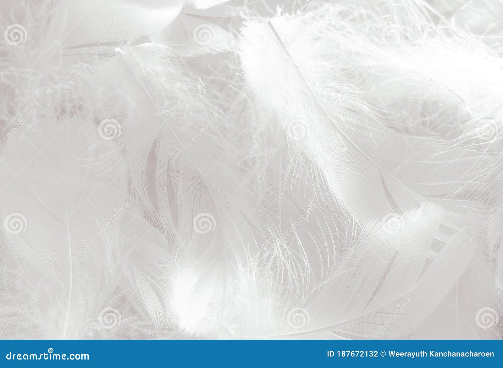 Beautiful Abstract Gray Feathers on White Background and Soft White ...