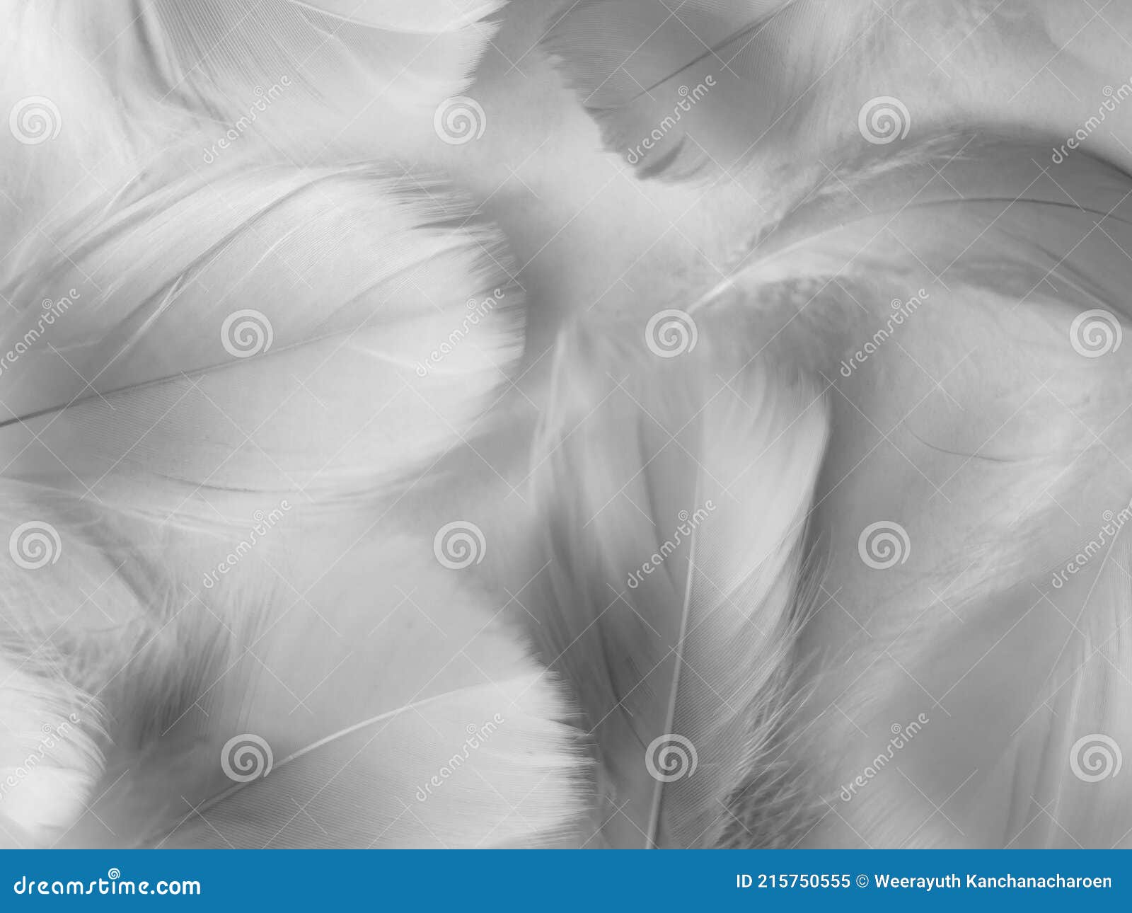 Beautiful Abstract Gray Feathers on White Background, Soft White ...