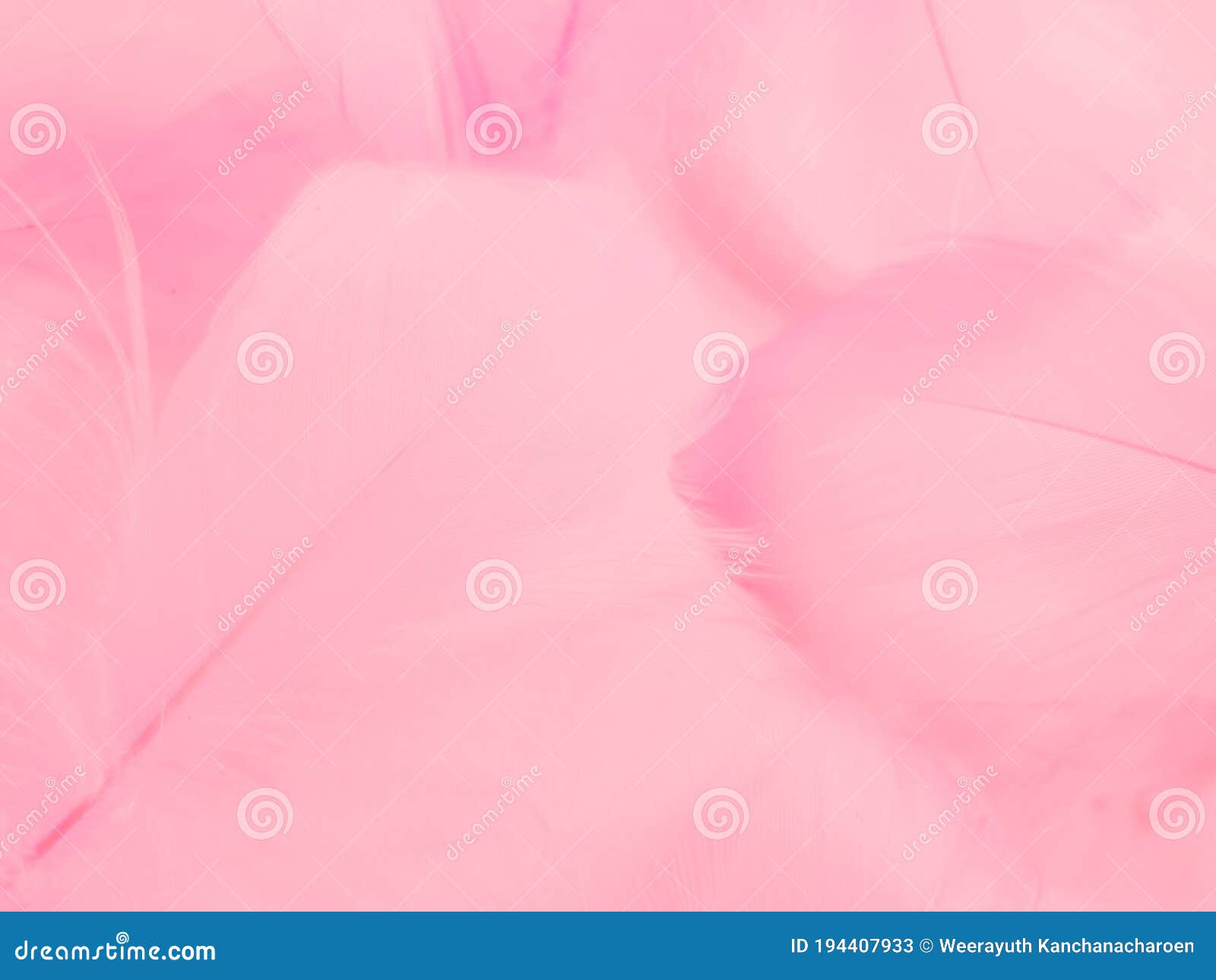 Beautiful Abstract Gray and Pink Feathers on White Background, White ...