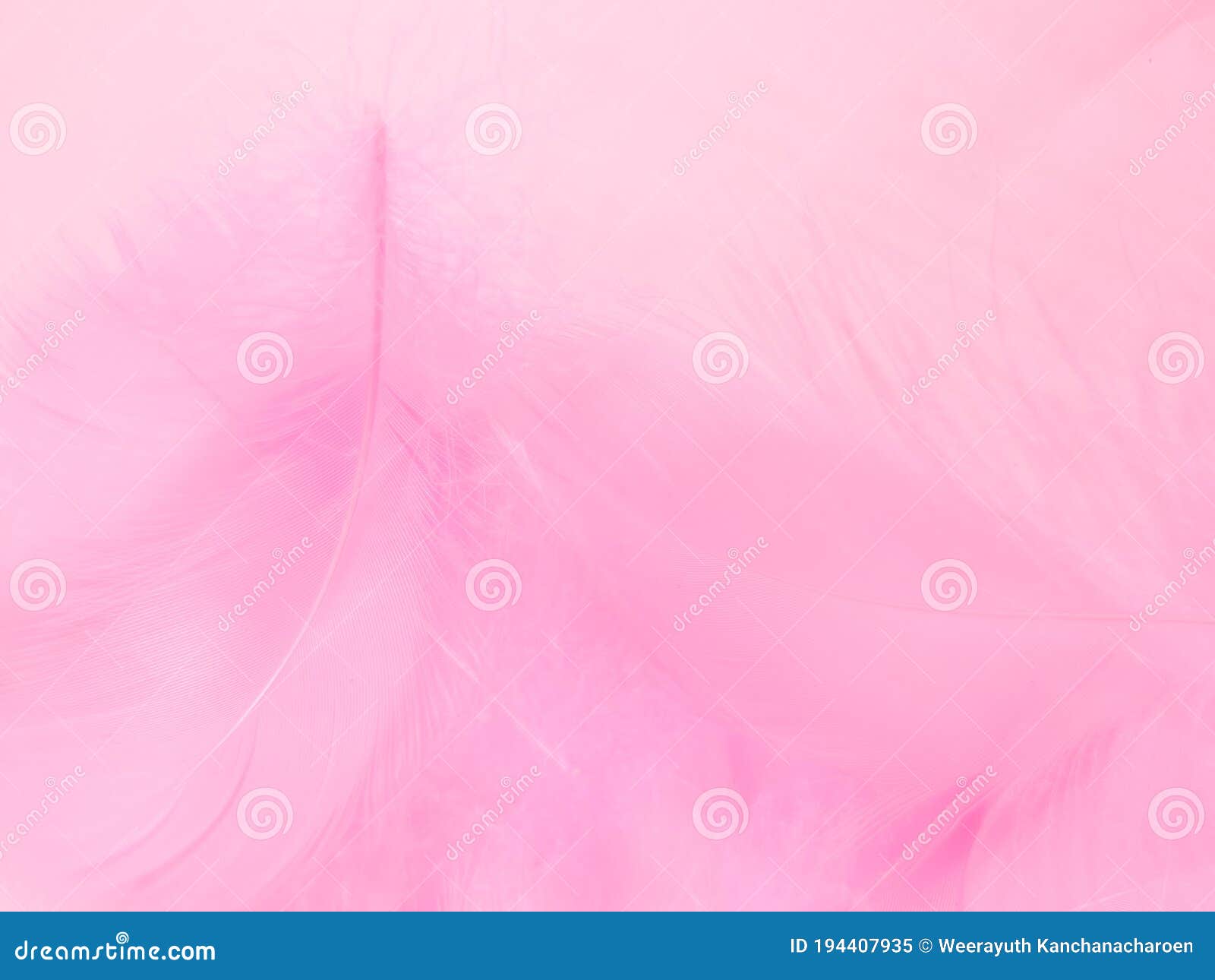Beautiful Abstract Gray and Pink Feathers on White Background, White ...