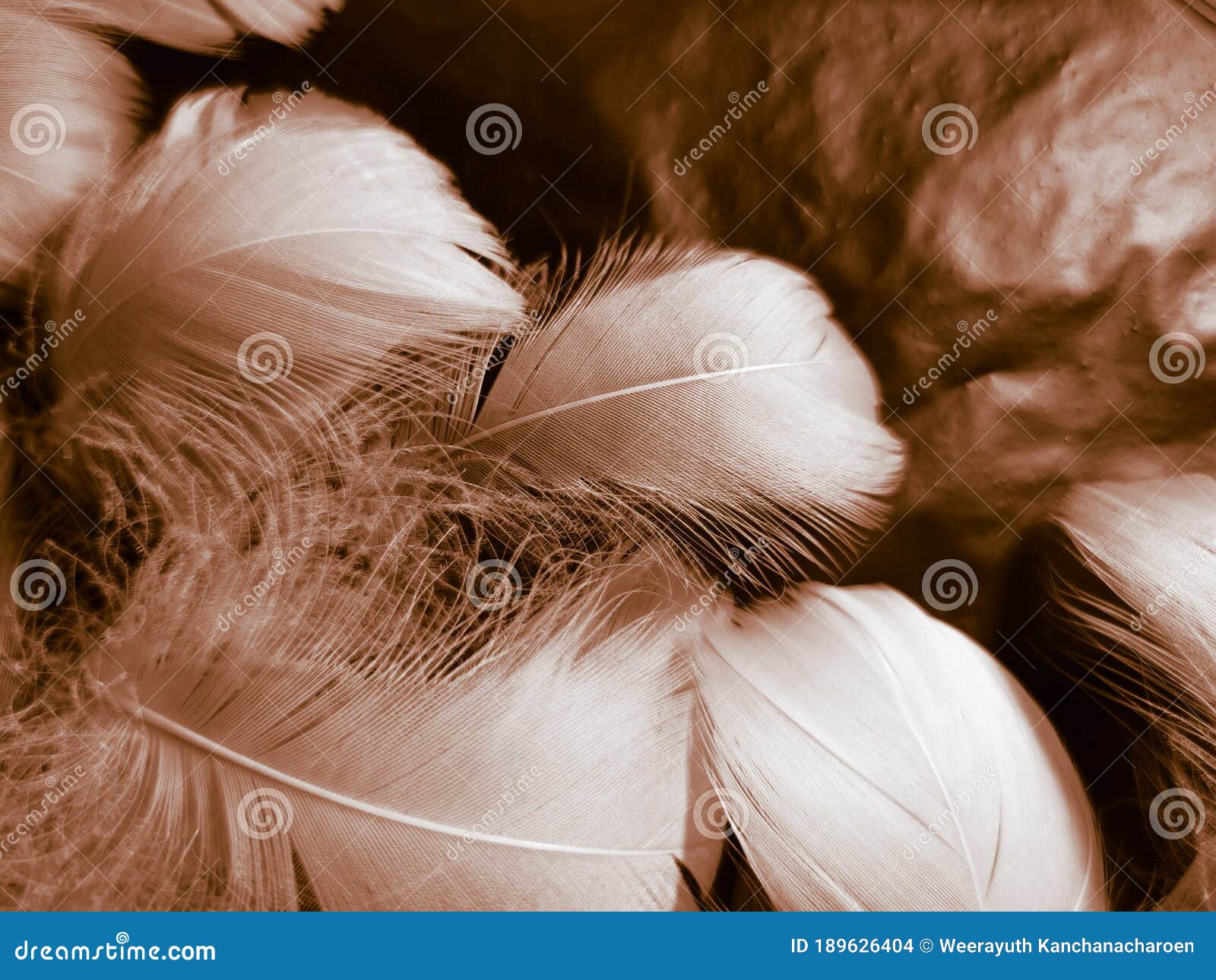 Beautiful Abstract Gray and White Feathers on Black Background, Soft ...