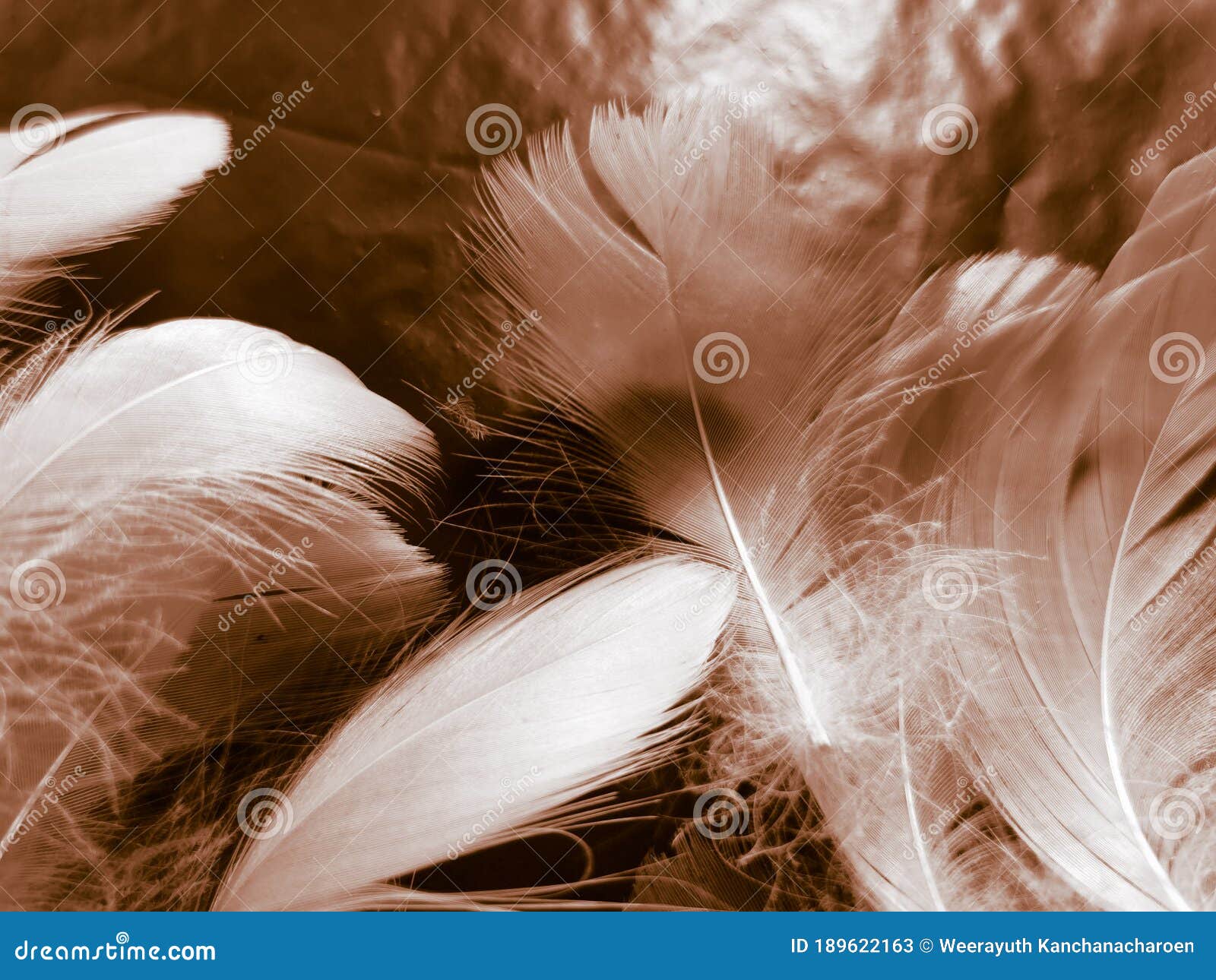 Beautiful Abstract Gray and White Feathers on Black Background, Soft ...
