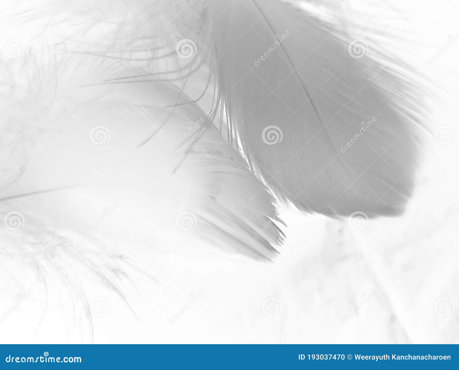 Beautiful Abstract Gray and White Feathers on White Background, Soft ...