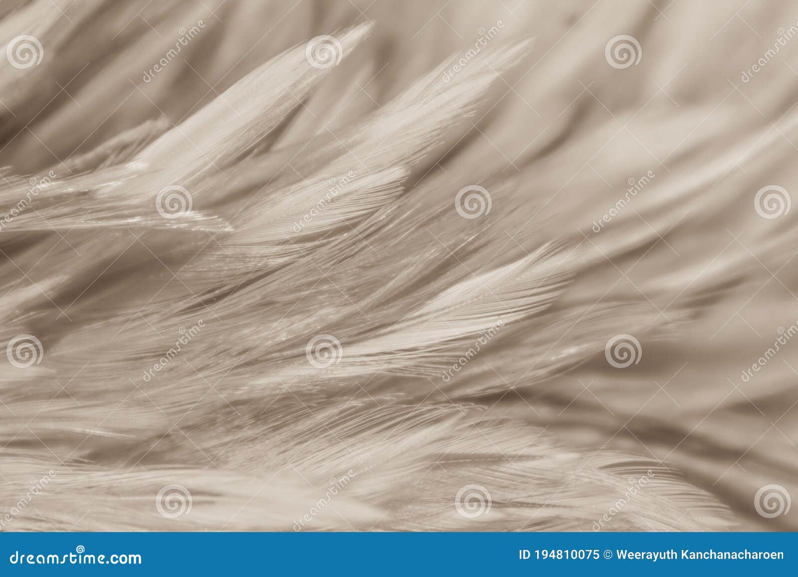 Beautiful Abstract Gray and White Feathers on White Background, Soft ...