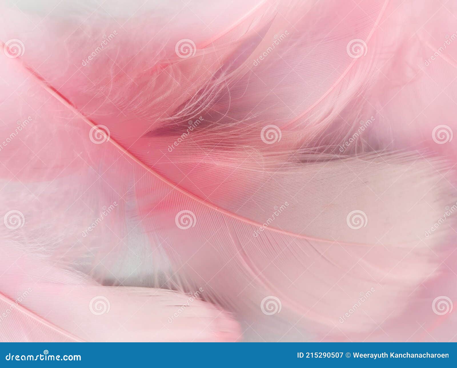 Beautiful Abstract Light Pink Feathers on White Background, White ...