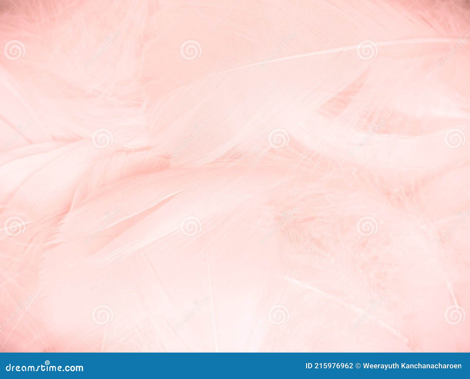 Beautiful Abstract Light Pink Feathers on White Background, White ...