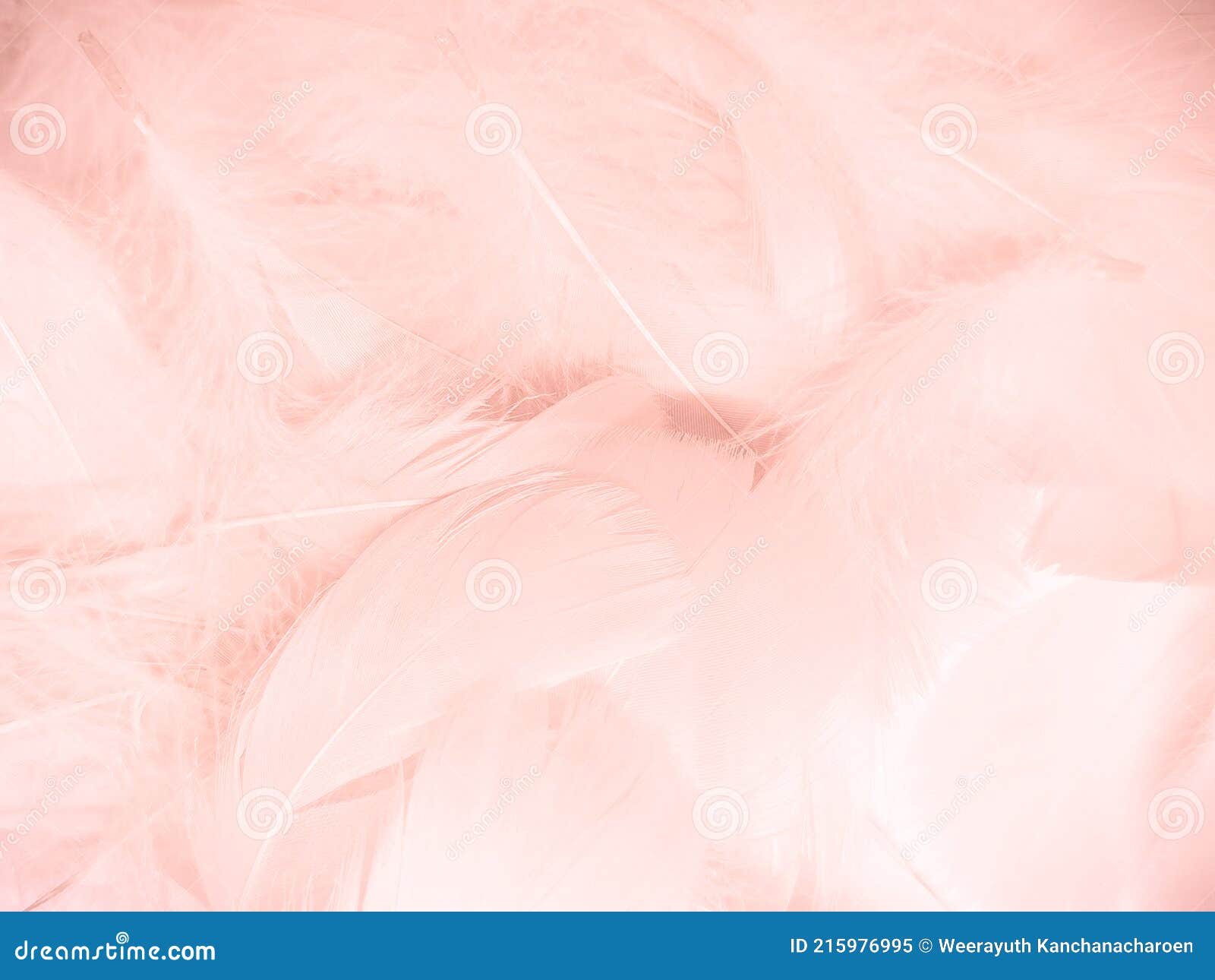 Beautiful Abstract Light Pink Feathers on White Background, White ...
